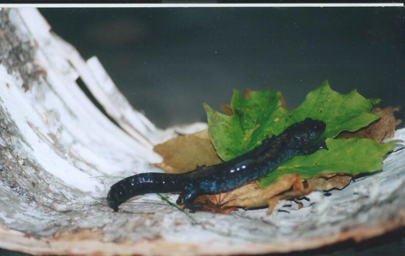 Silly salamanders are always smiling | News, Sports, Jobs - Daily Press